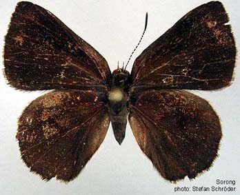 Papua Insects Foundation (Lepidoptera/Lycaenidae/Lycaeninae ...